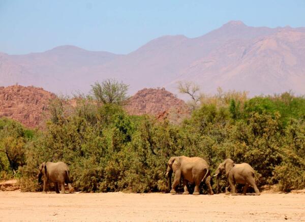 Tiere in Namibia: 6 aussergewöhnliche Erlebnisse 2025/ 2026